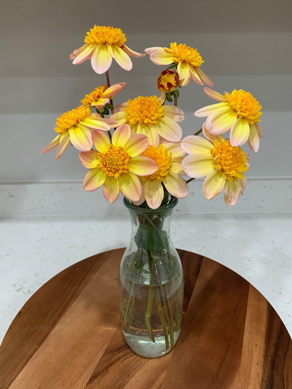 Bloomquist Golden – HeathFlowerFarm