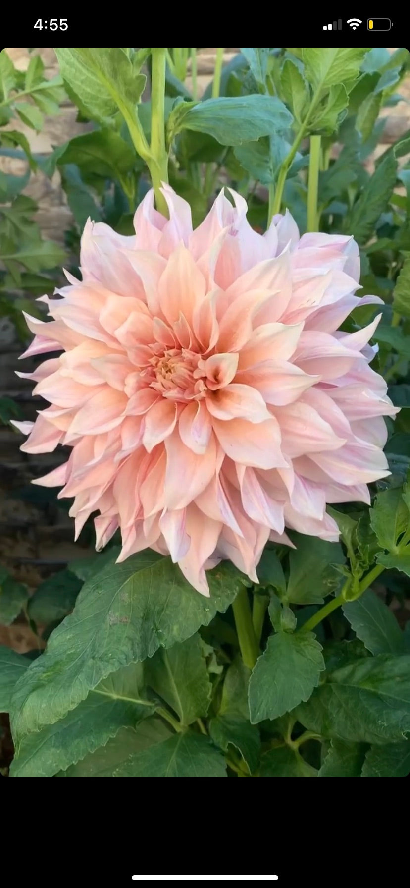 About Us – HeathFlowerFarm