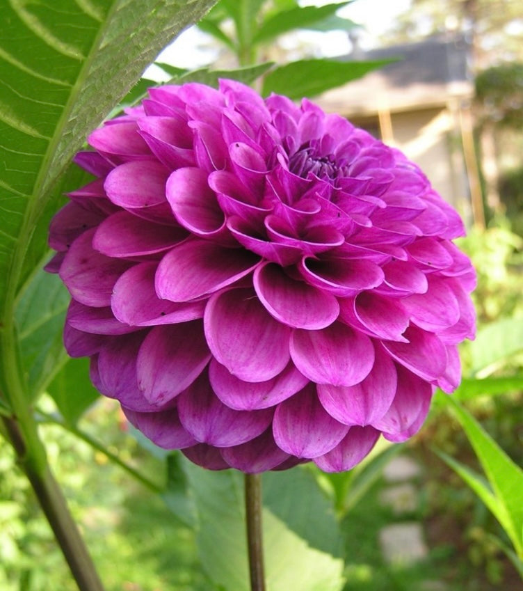 Robann Royal – HeathFlowerFarm